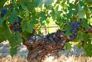 Explore Old vine wines | Real Wines by Paul Liversegde