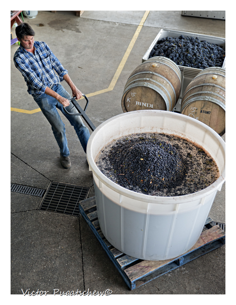 Bindi Wines - Macedon Ranges, Victoria - RealWines