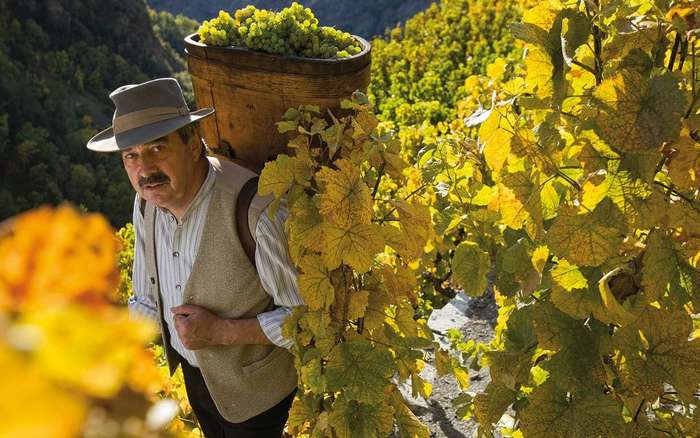 Jodern_Mann_Reben_700 - RealWines