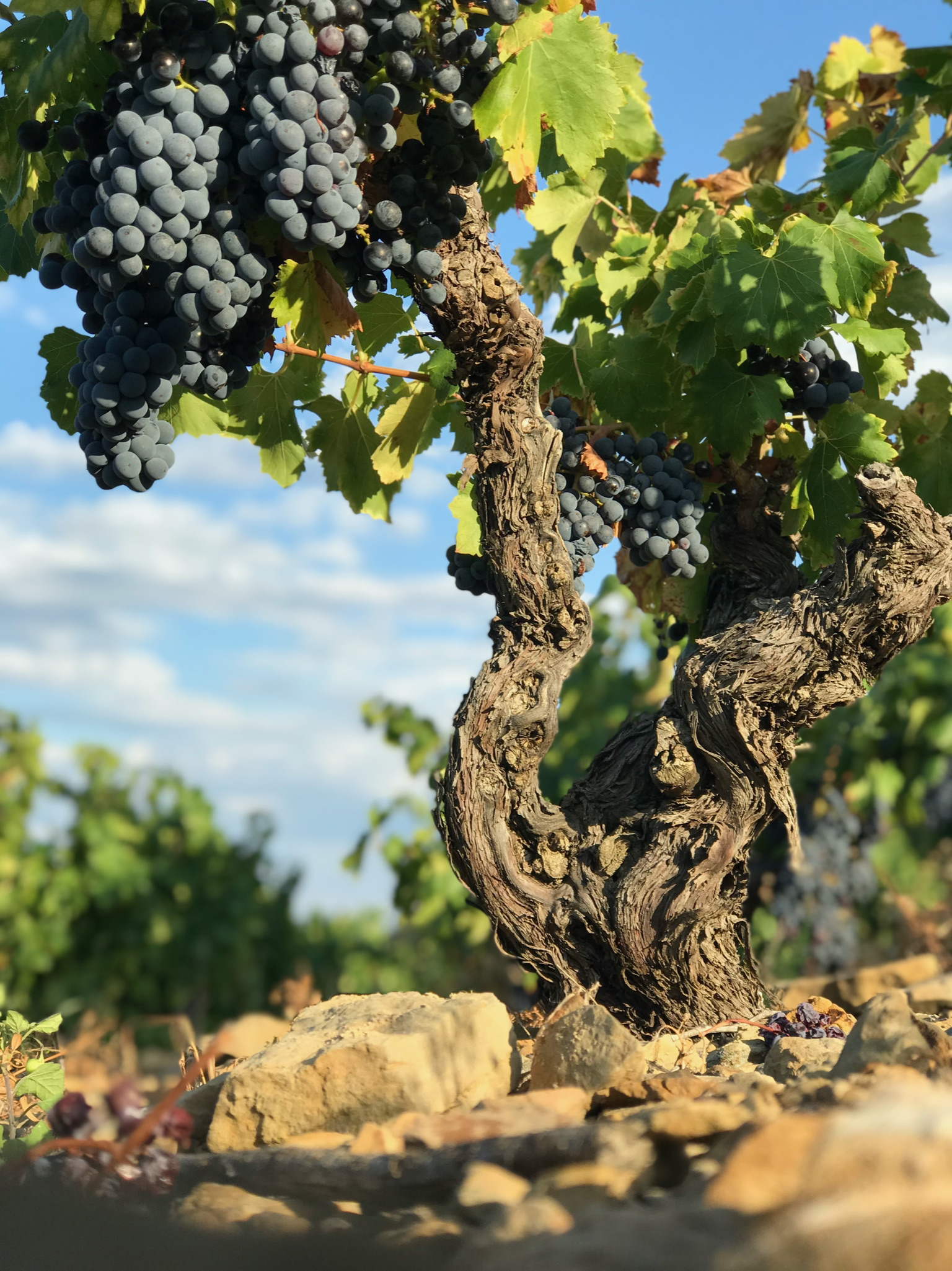 Club Mailing 16 - Old vine Grenache-based wines from around the world ...