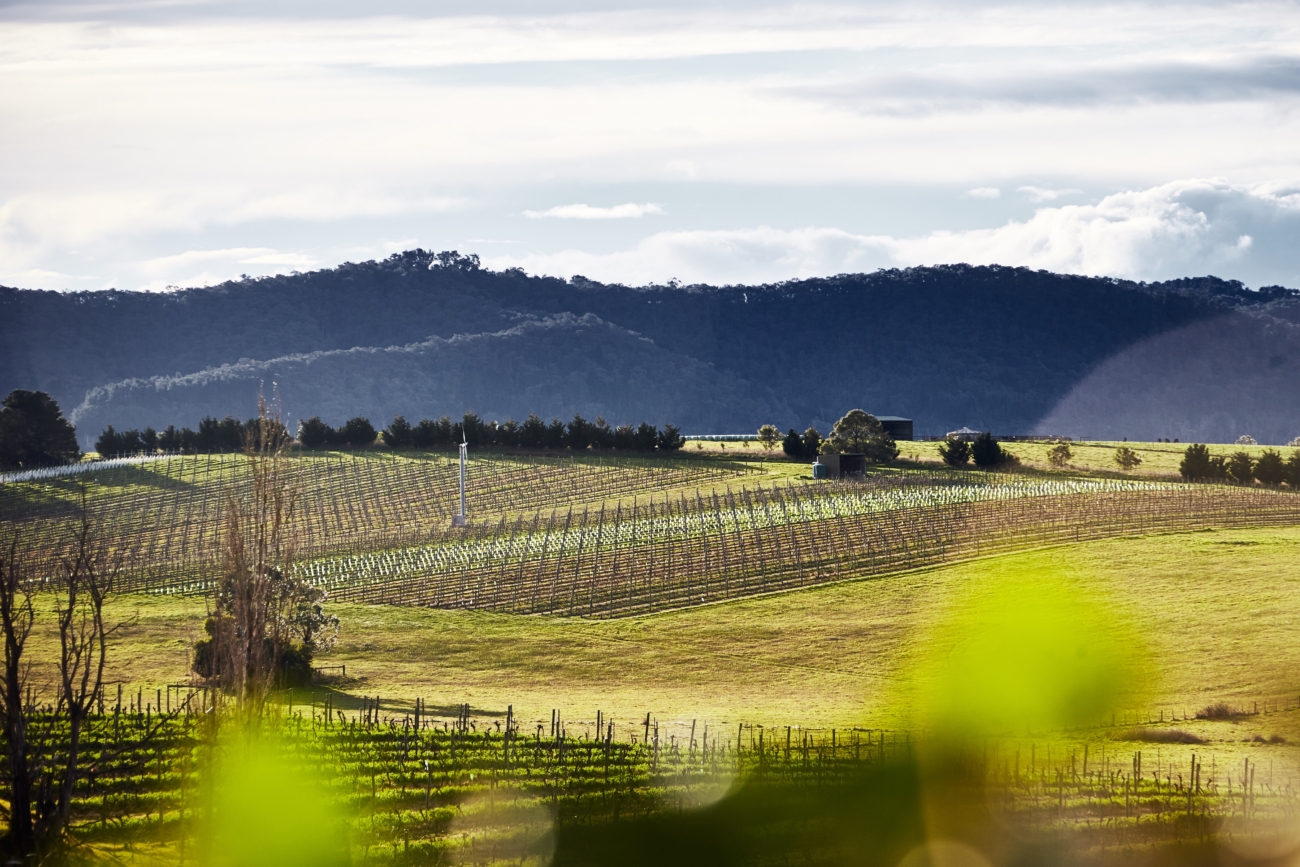 Just arrived! Mount Mary – Australia’s “Grand Cru” from the Yarra ...