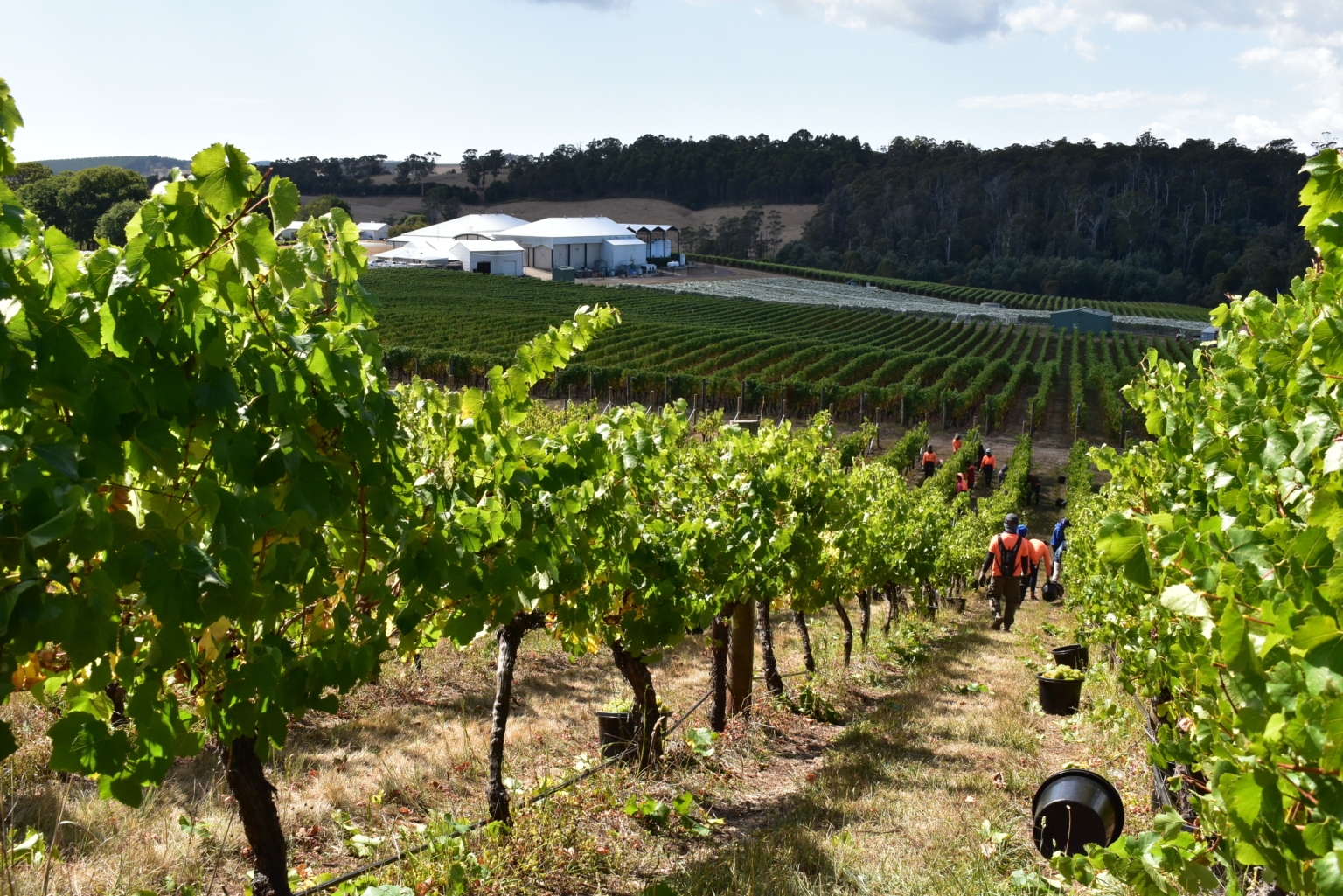 Real Wines by Paul Liversedge | Master of Wine | Real Wines.ch