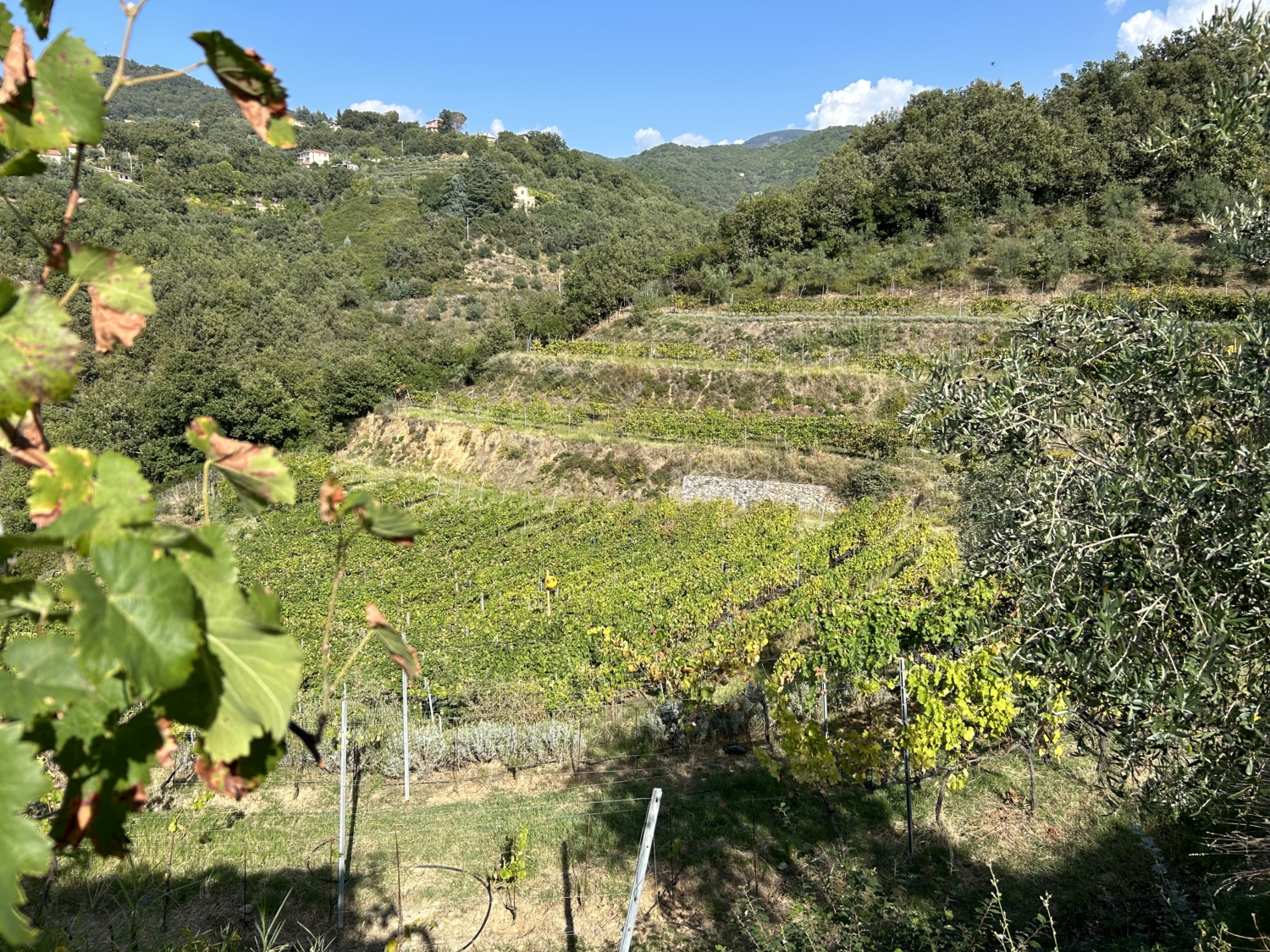 Real Wines by Paul Liversedge | Master of Wine | Real Wines.ch