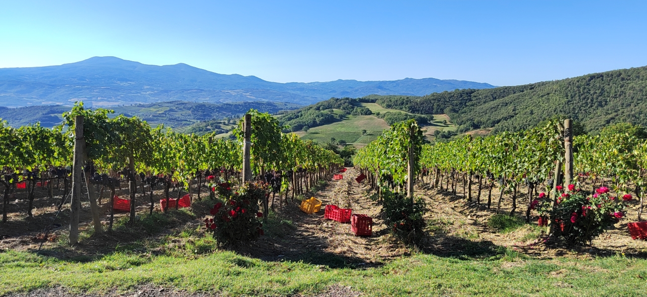 The best of Brunello from Gianni Brunelli in Montalcino - RealWines